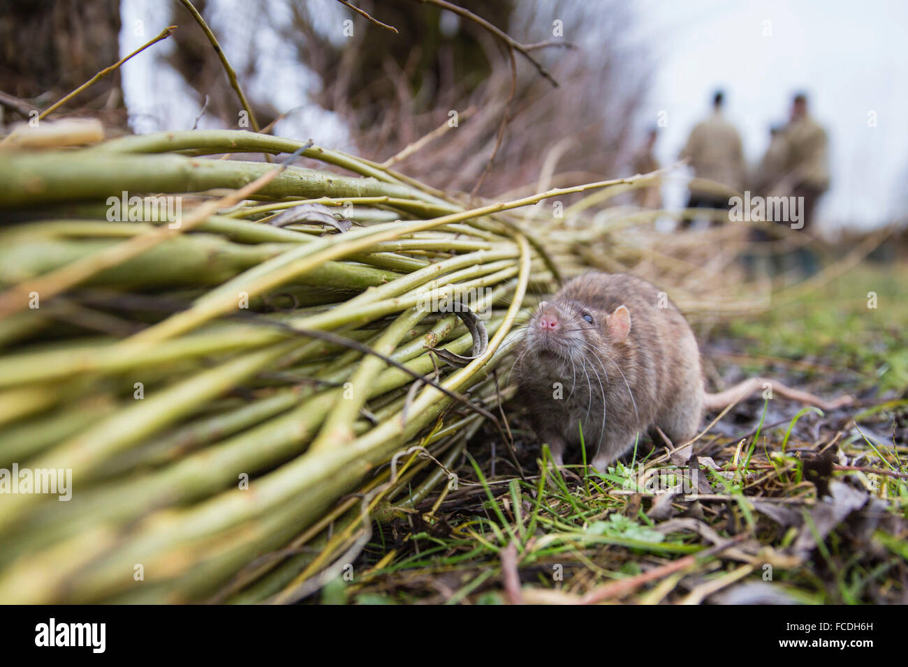 Netherlands, Werkendam, Biesbosch National Park. Brown rat Stock Photo ...