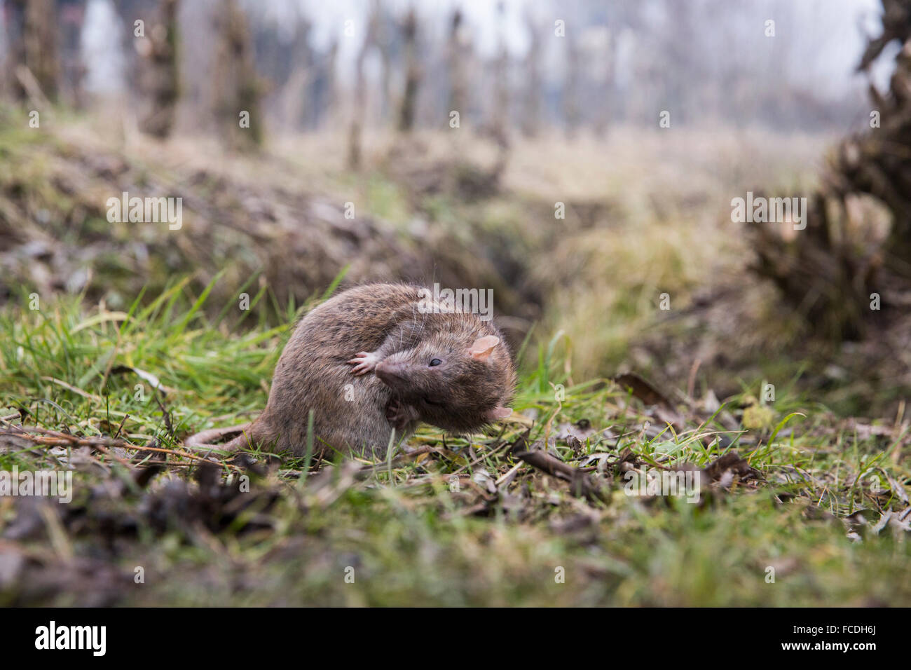 Netherlands, Werkendam, Biesbosch National Park. Brown rat Stock Photo ...