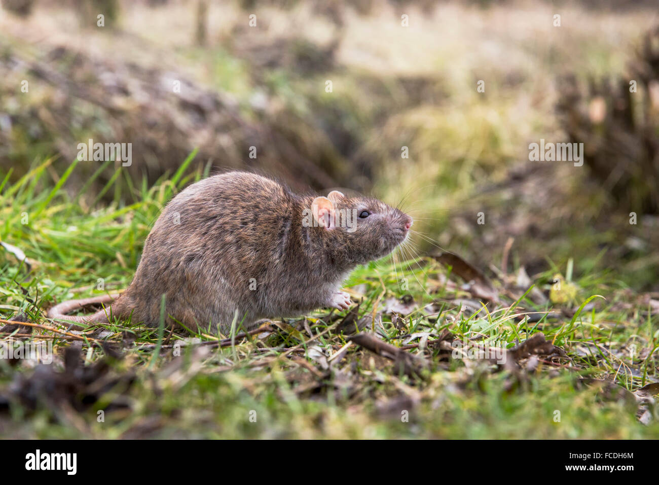 Rat shot hi-res stock photography and images - Alamy