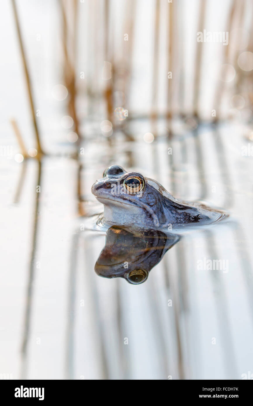 Male frog color change hi-res stock photography and images - Alamy