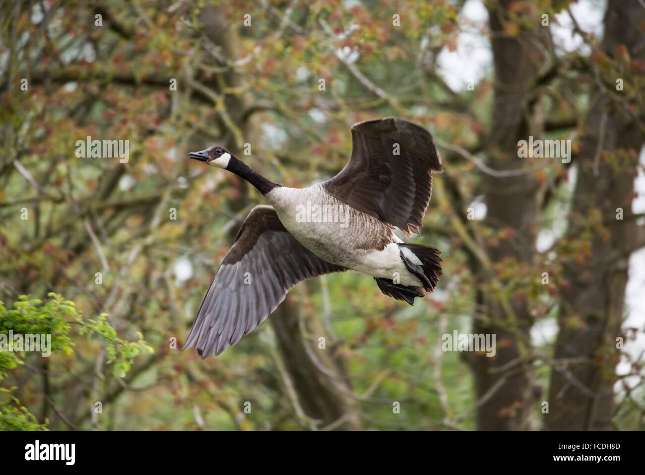 Netherlands, Werkendam, national park De Biesbosch, Canada goose Stock ...