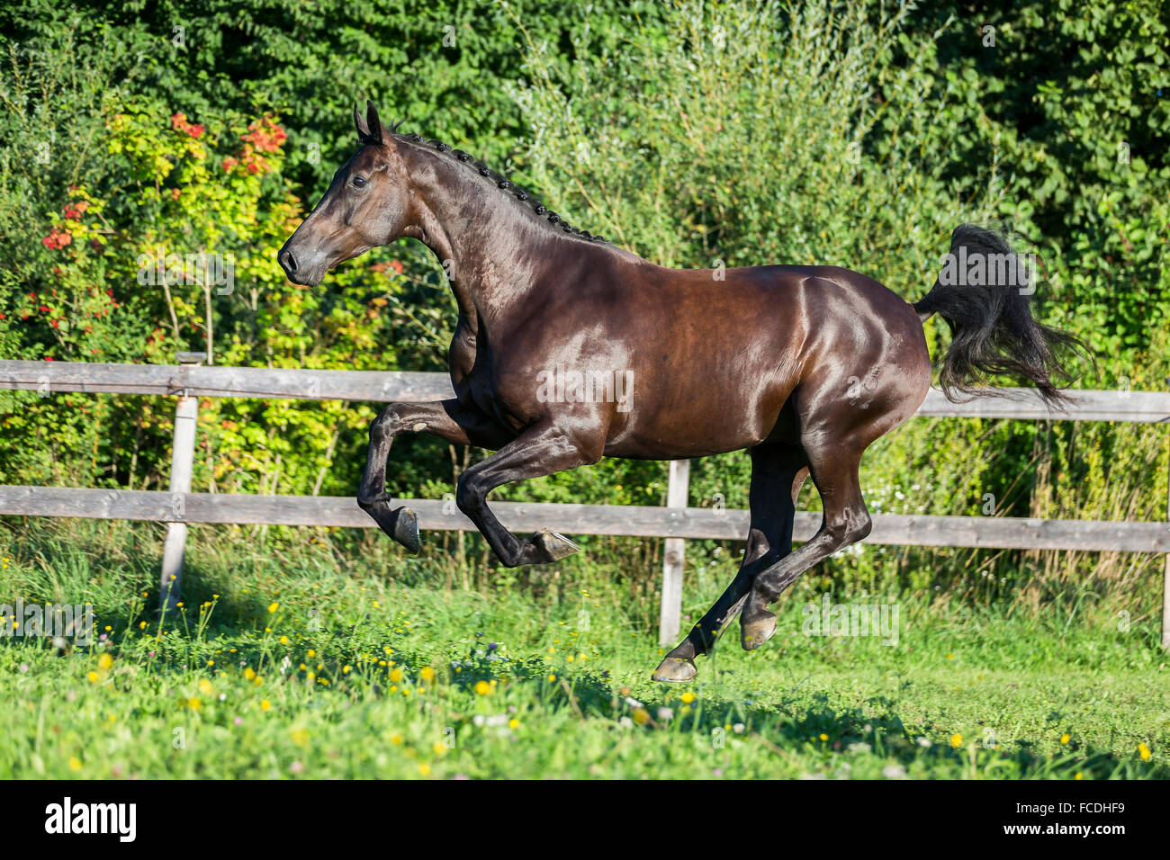 Oldenburg Horse. Black gelding galloping on a pasture. Austria Stock ...