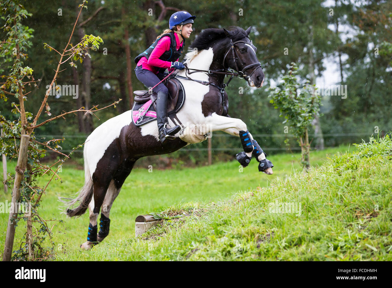 Pinto Pony. Girl on a skewbald pony negotiating an obstacle during a ...