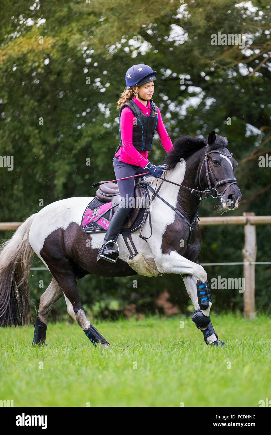 Pinto Pony. Girl on a skewbald pony galloping on grass during a cross ...