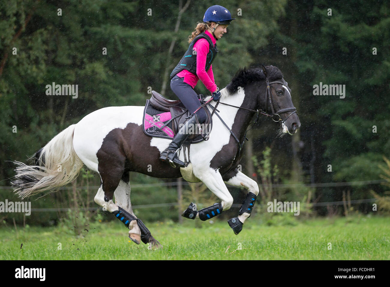 Pinto Pony. Girl on a skewbald pony galloping on grass during a cross ...