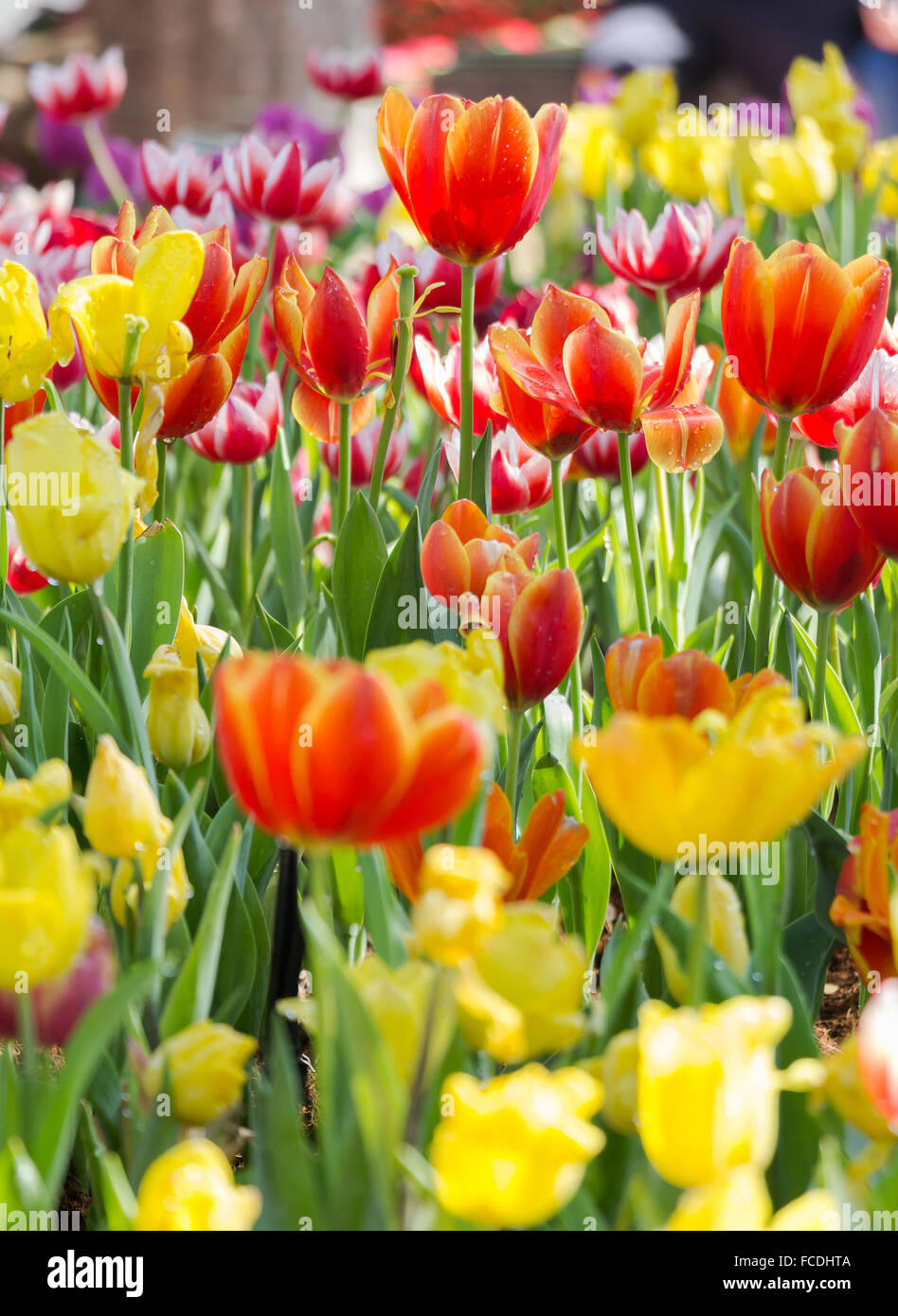Various vibrant colors hi-res stock photography and images - Alamy