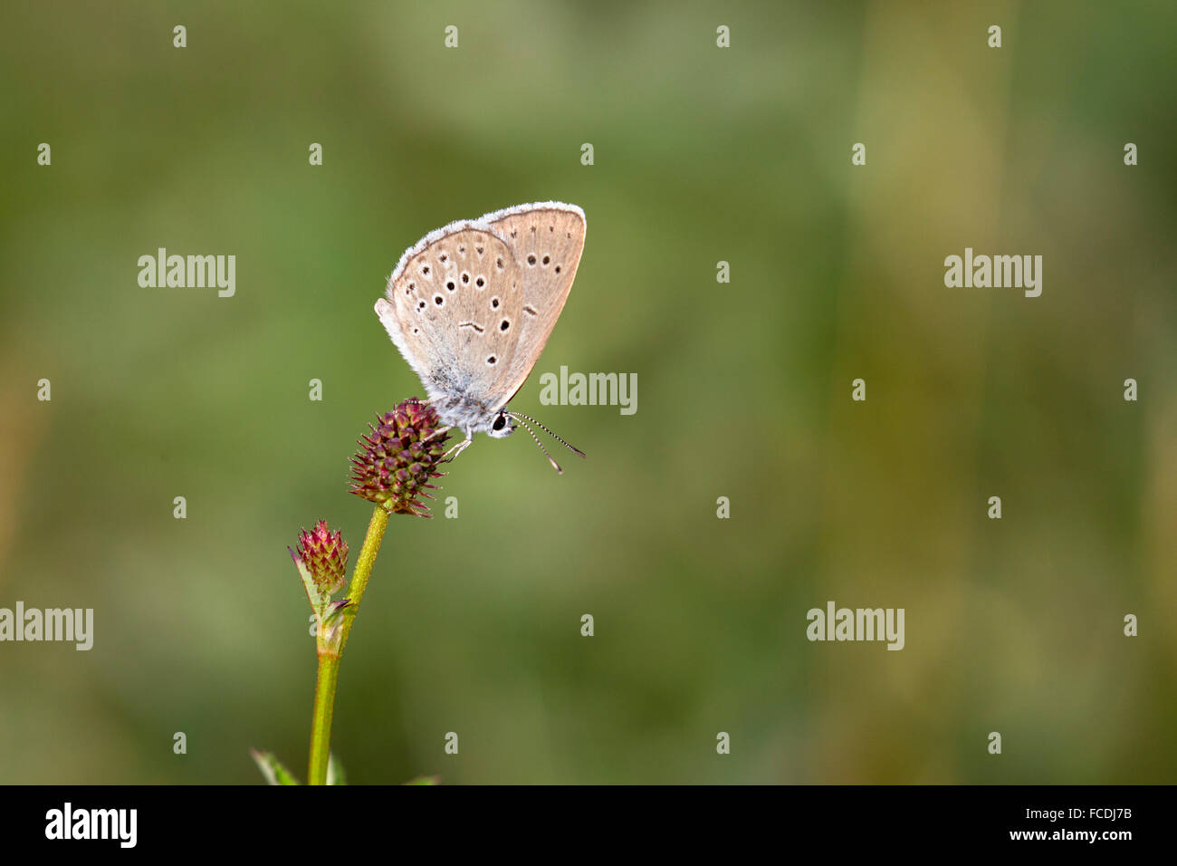Large blue butterfly hi-res stock photography and images - Alamy