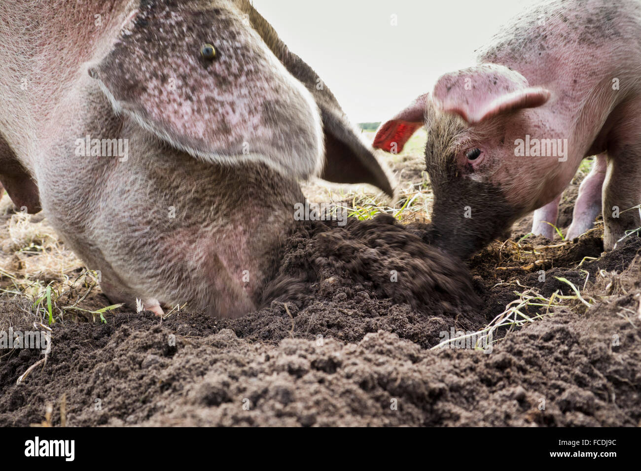 Sow With Piglet High Resolution Stock Photography and Images - Alamy