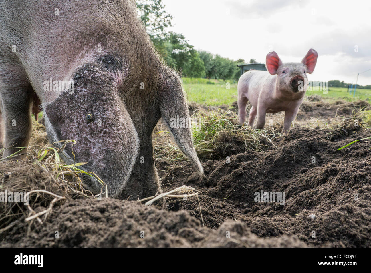 Sow with young hi-res stock photography and images - Alamy