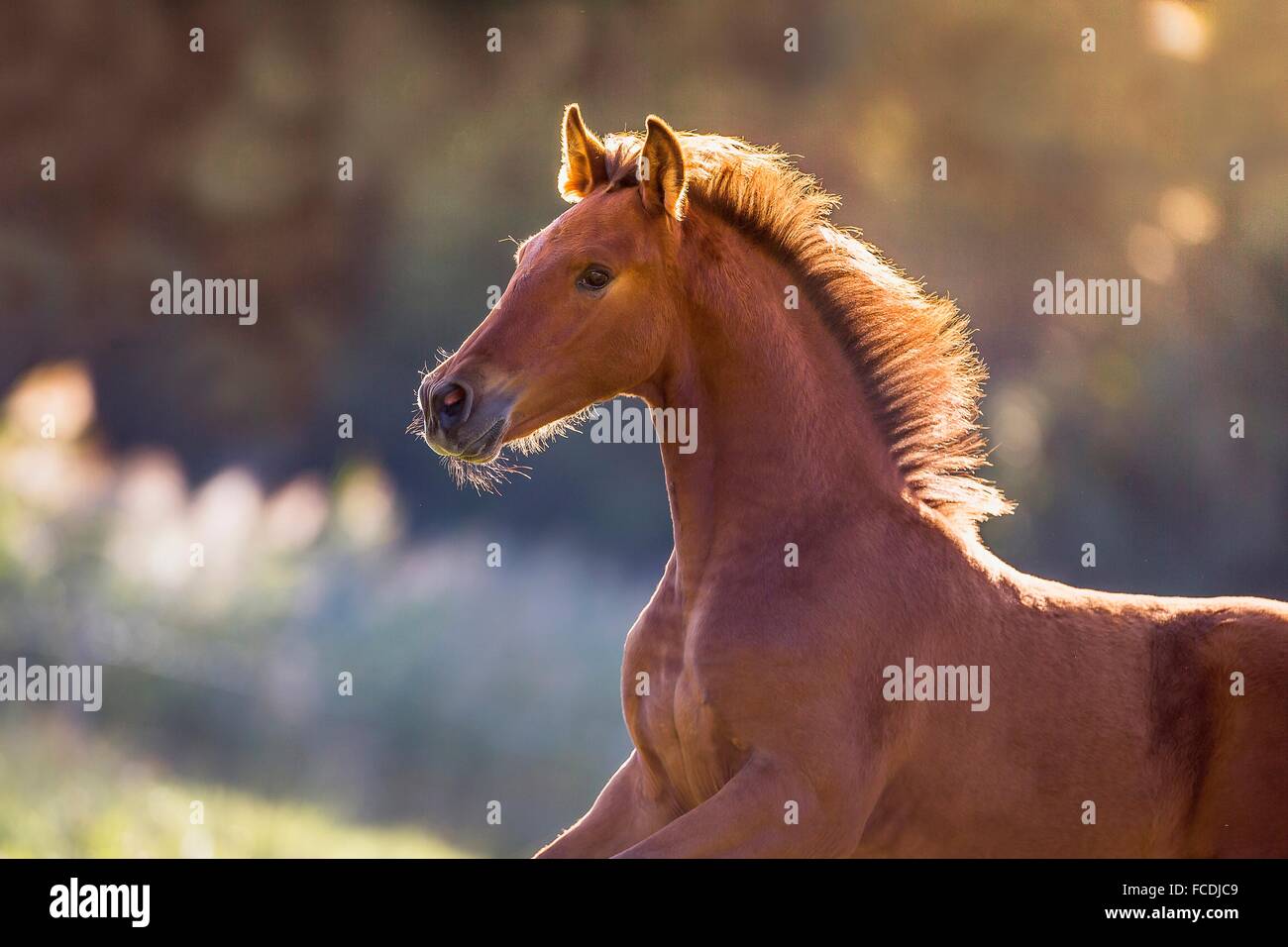 Pure Spanish Horse, Andalusian. Portrait of bay colt. Germany Stock ...
