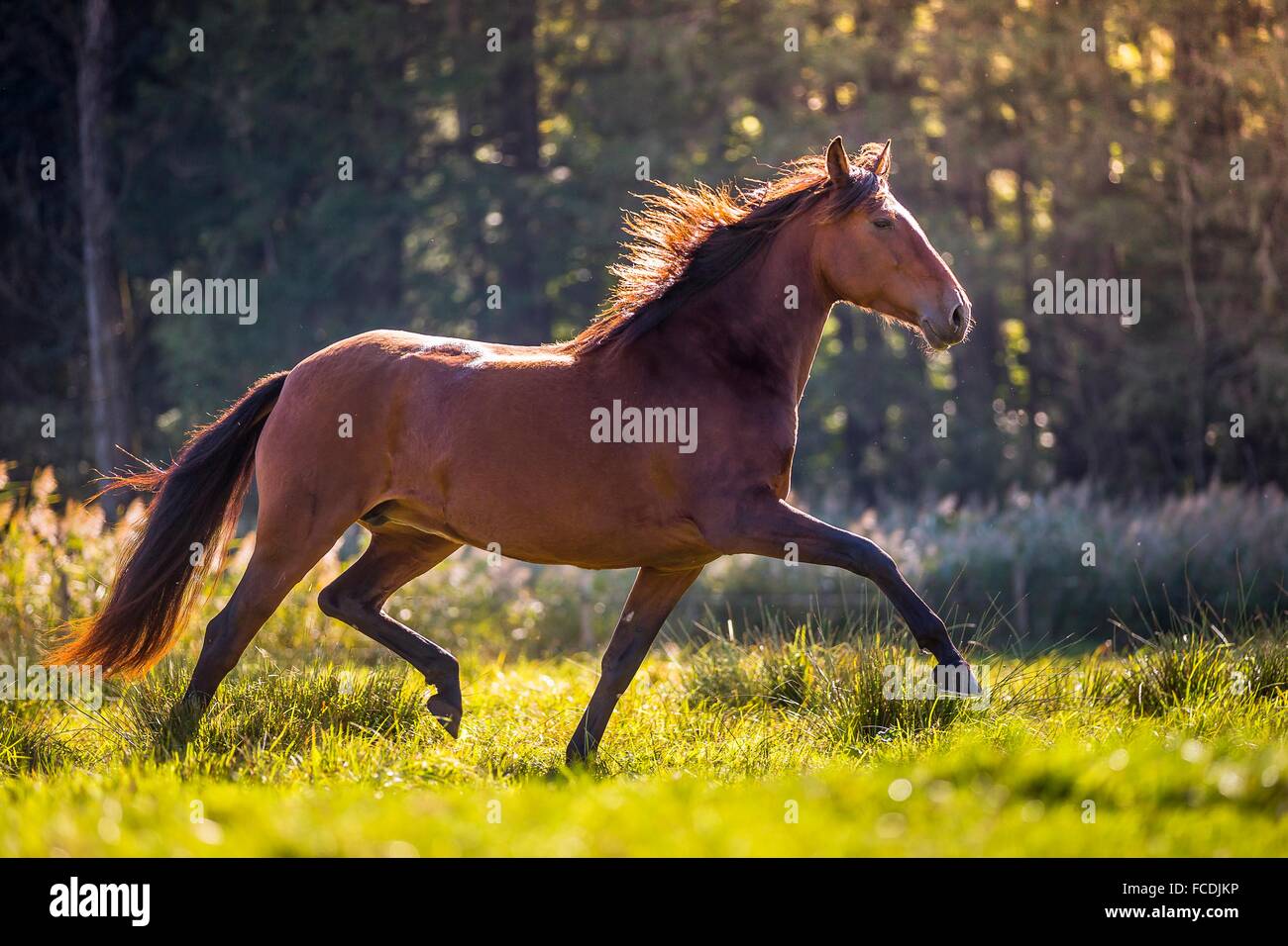 Pure Spanish Horse, Andalusian. Bay mare trotting on a clearing ...