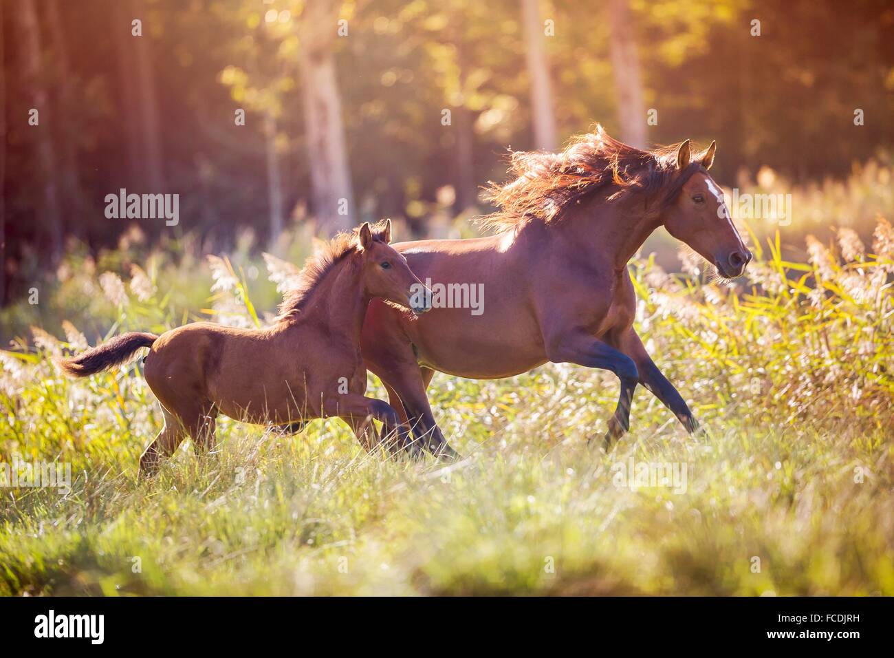Pure Spanish Horse, Andalusian. Bay mare with foal galloping on a ...