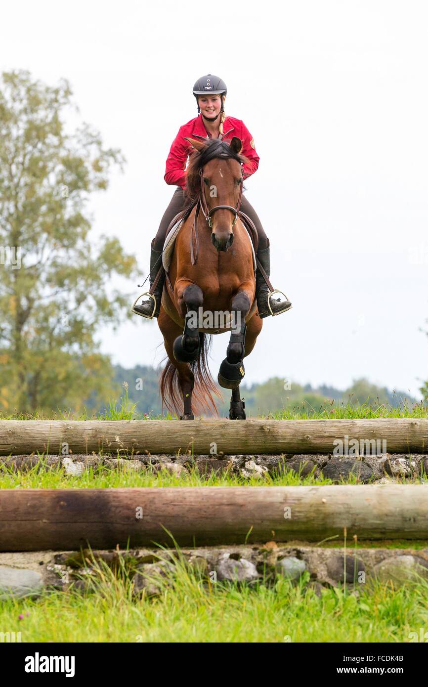 Pure Spanish Horse, Andalusian. Rider on a bay mare negotiating an ...