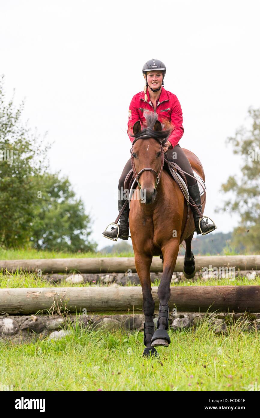 Pure Spanish Horse, Andalusian. Rider on a bay mare negotiating an ...