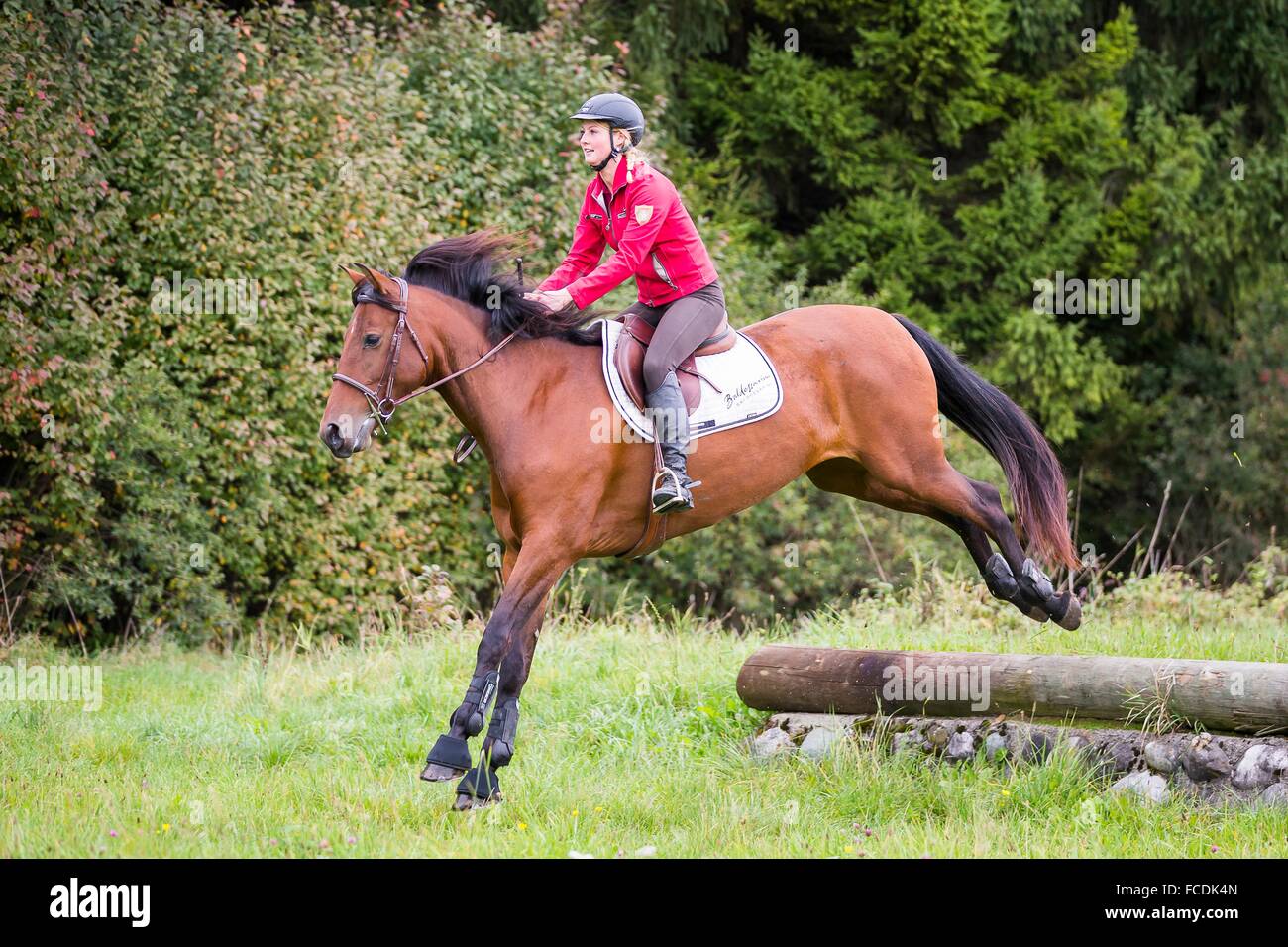 Pure Spanish Horse, Andalusian. Rider on a bay mare negotiating an ...
