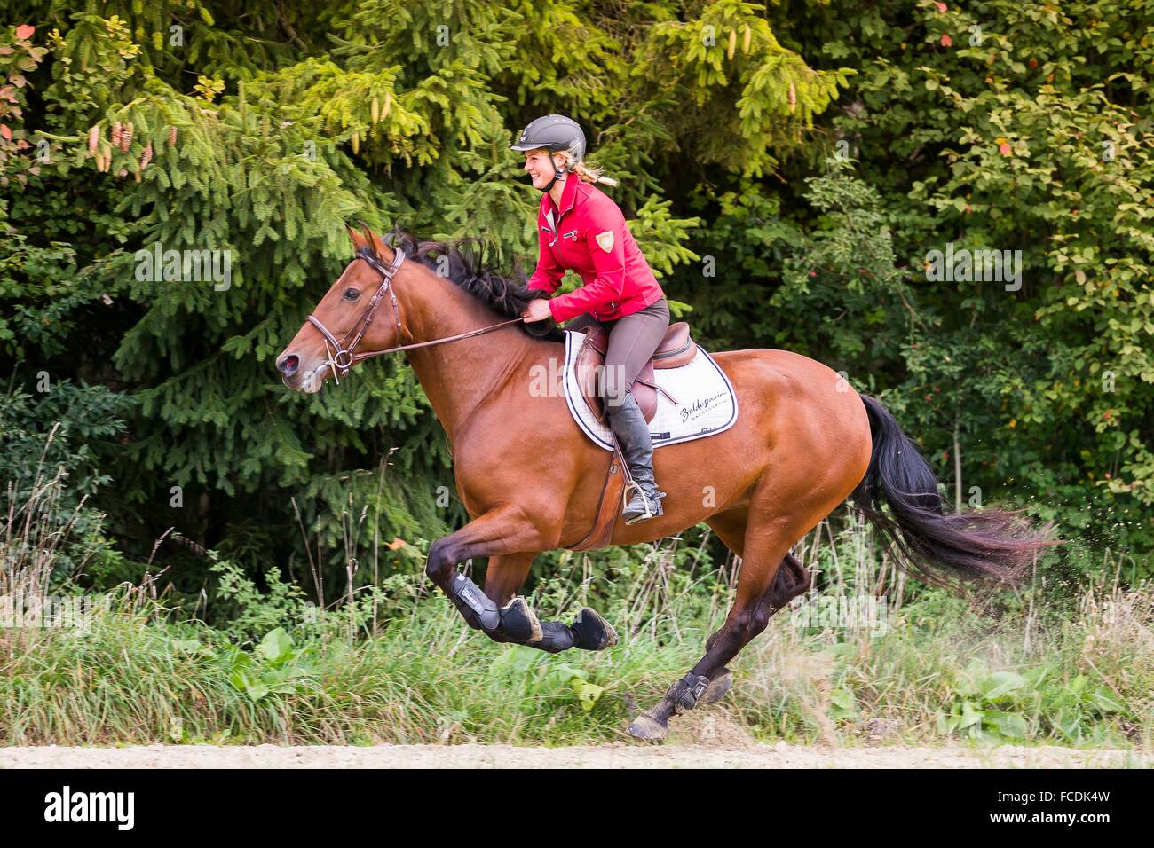 Pure Spanish Horse, Andalusian. Rider on a bay mare galloping during a ...