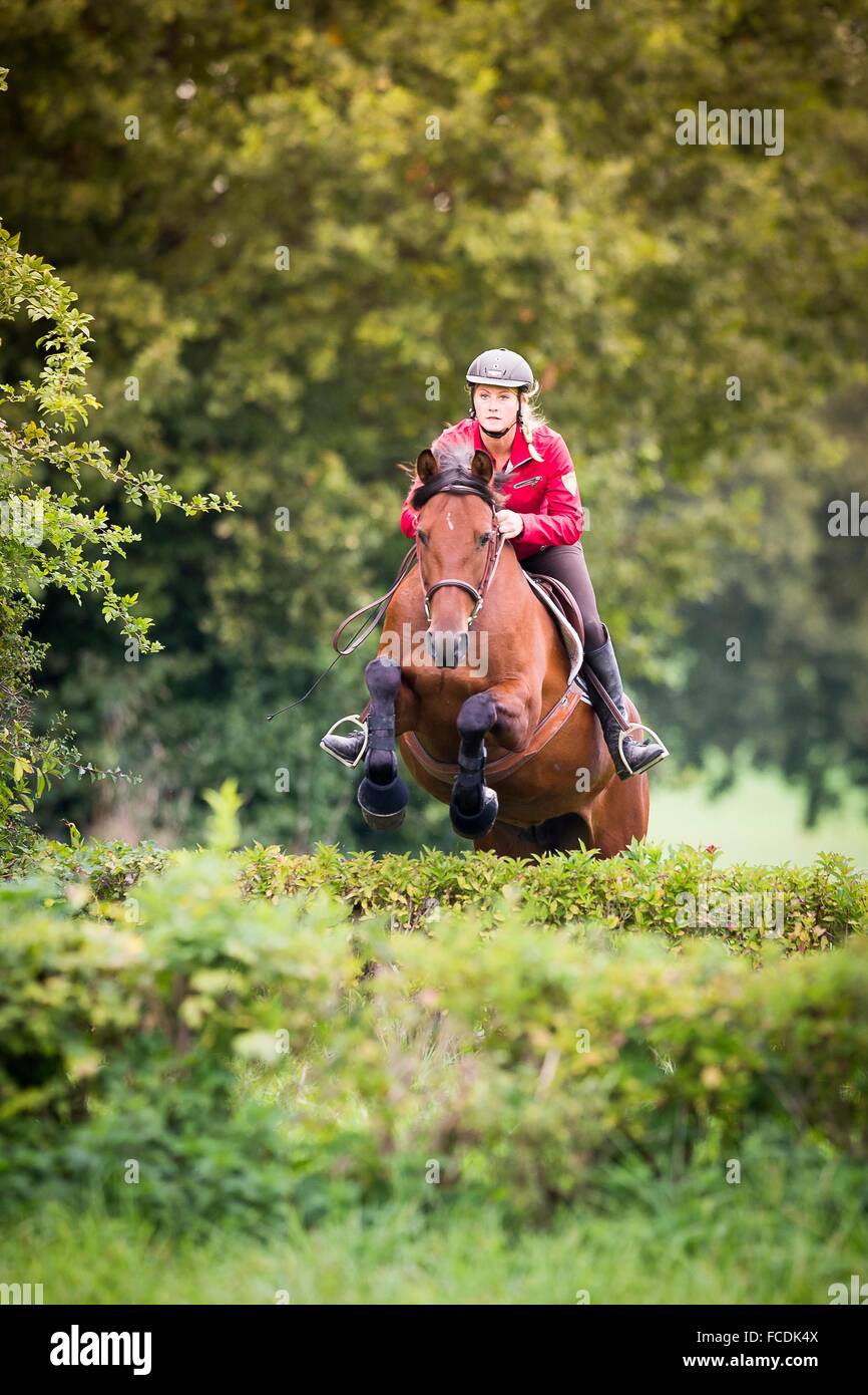 Horse and rider jumping hedge hi-res stock photography and images - Alamy