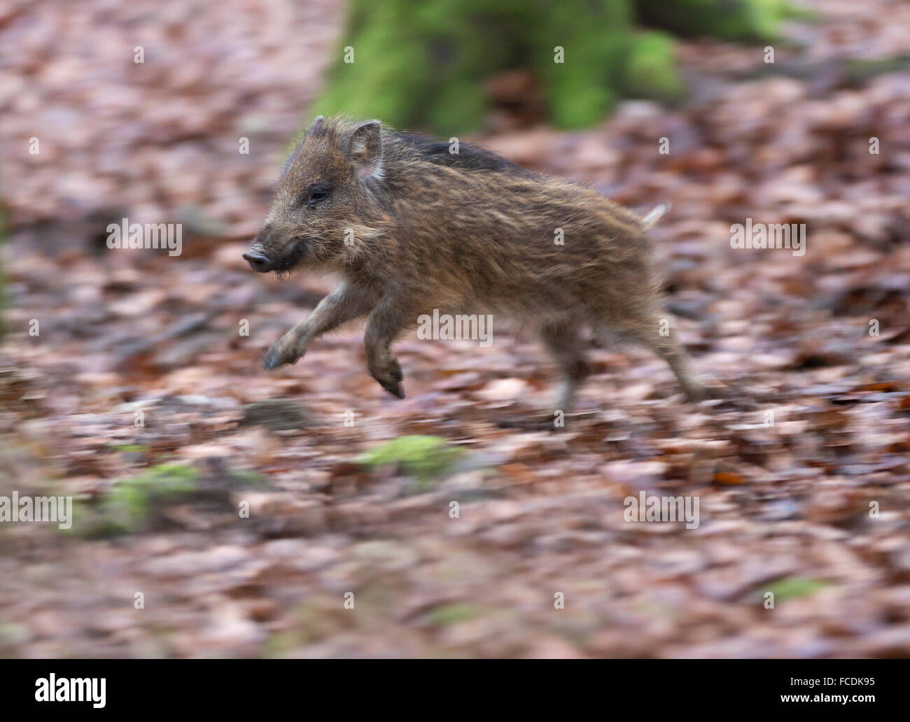 Wild boar (Sus scrofa), running young, Vulkaneifel, Rheinlad-Pfalz ...