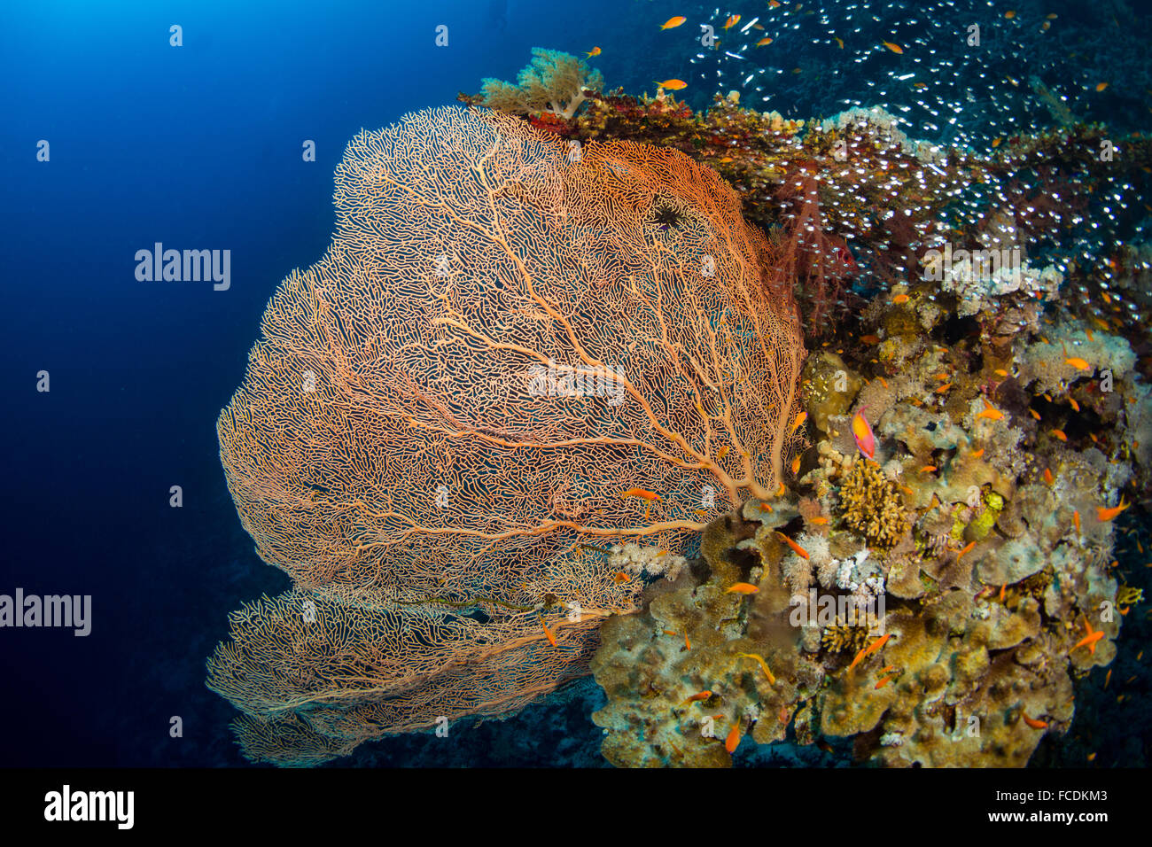 The reefs of the Red Sea Stock Photo - Alamy