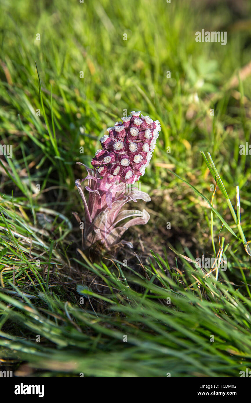 Marsh flower hi-res stock photography and images - Alamy