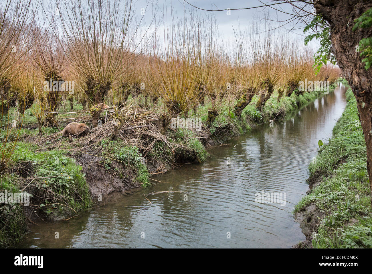 Netherlands, Rhoon, Nature Reserve Rhoonse Grienden. Marshland with ...