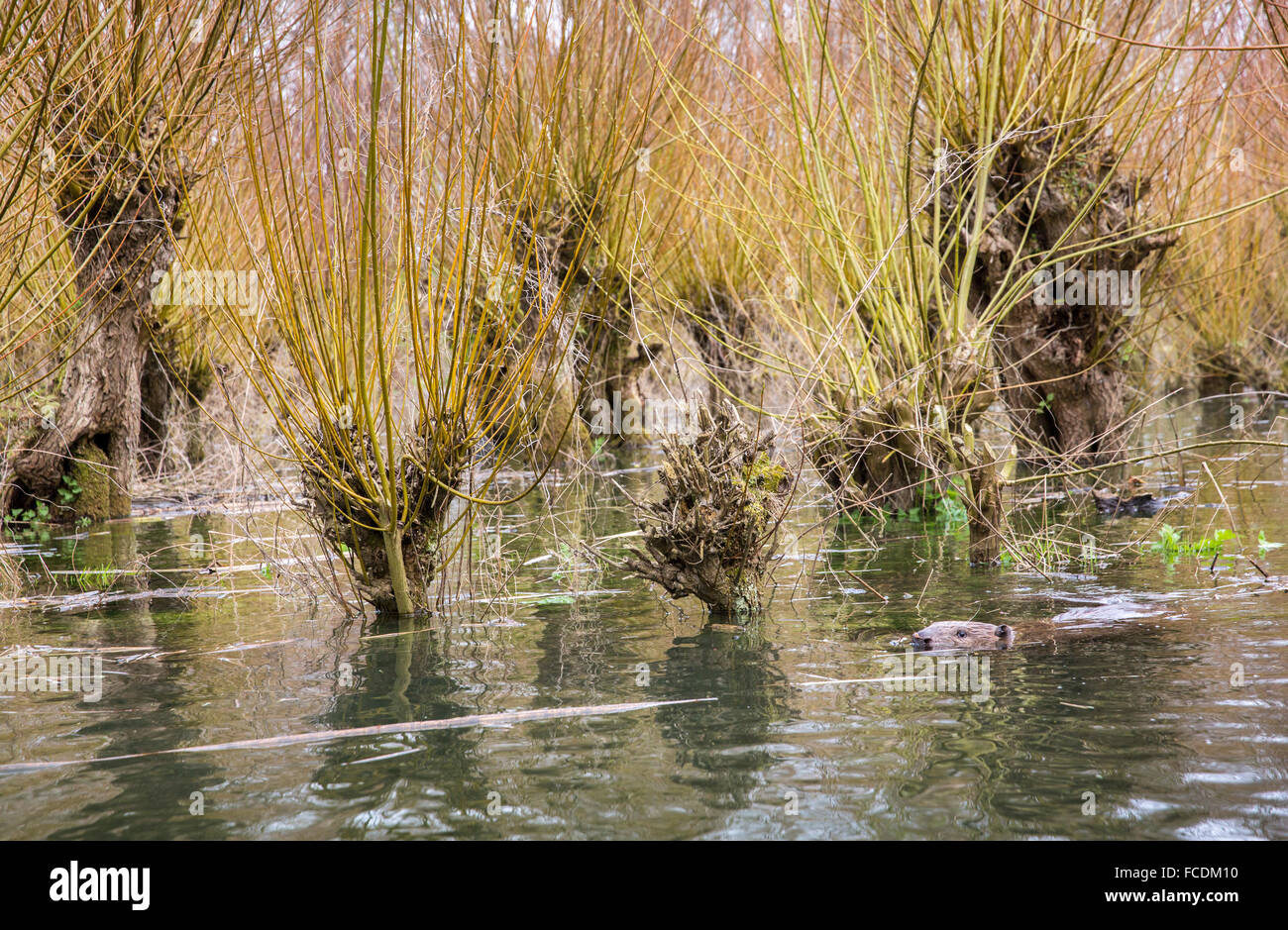 Netherlands, Rhoon, Nature Reserve Rhoonse Grienden. Tidal marshland ...