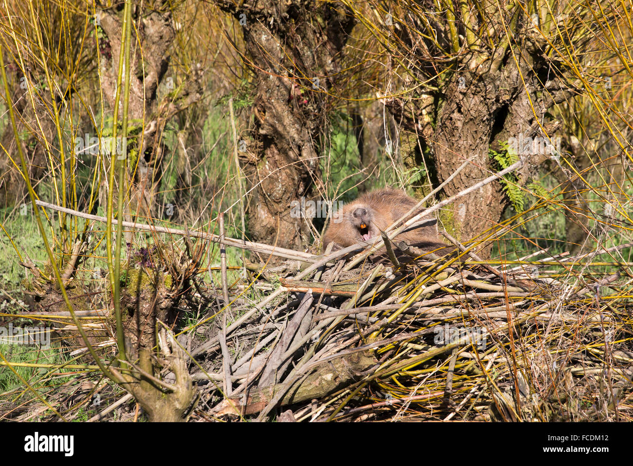 Netherlands, Rhoon, Nature Reserve Rhoonse Grienden. Marshland with ...