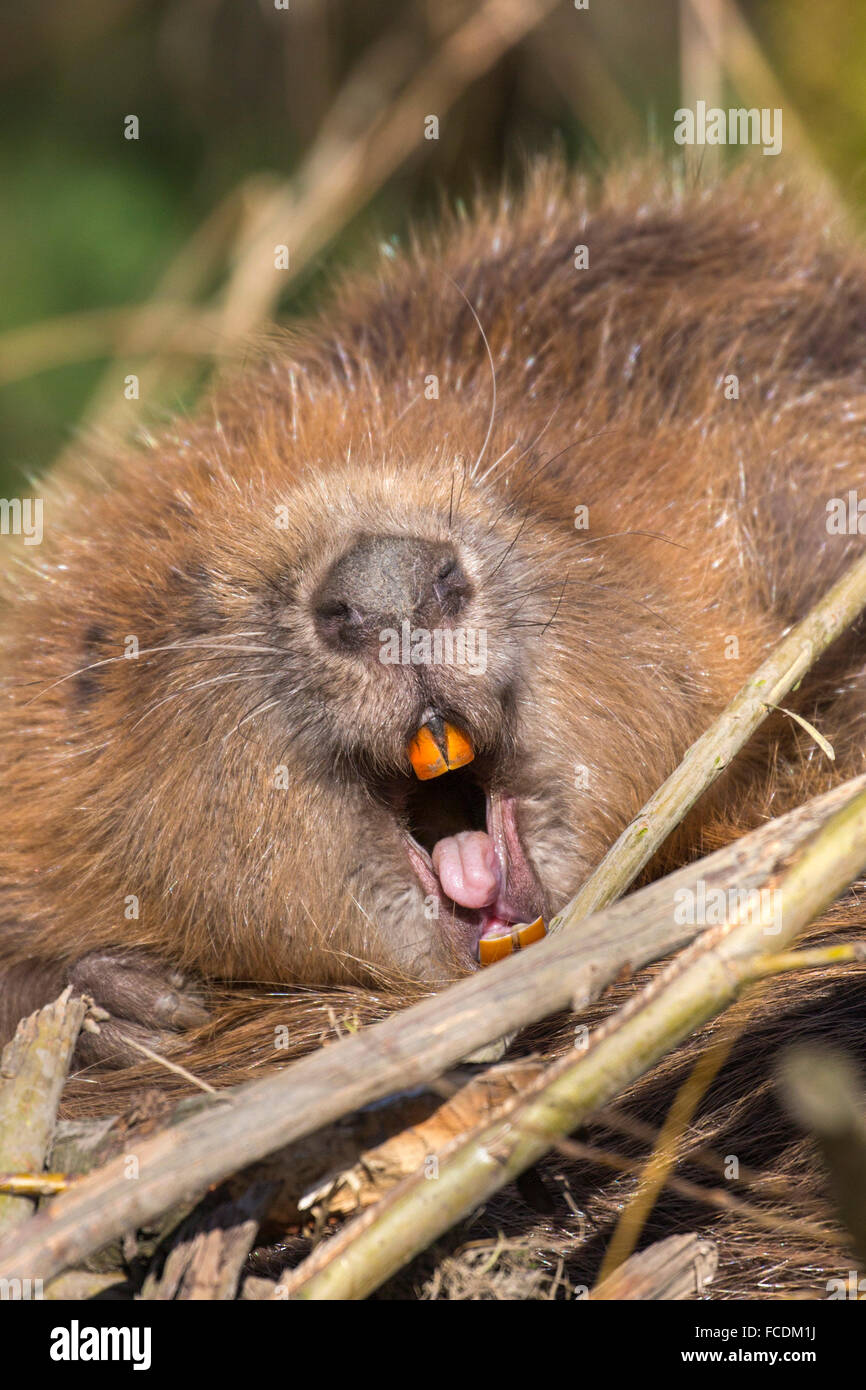 Netherlands, Rhoon, Nature Reserve Rhoonse Grienden. Marshland with ...