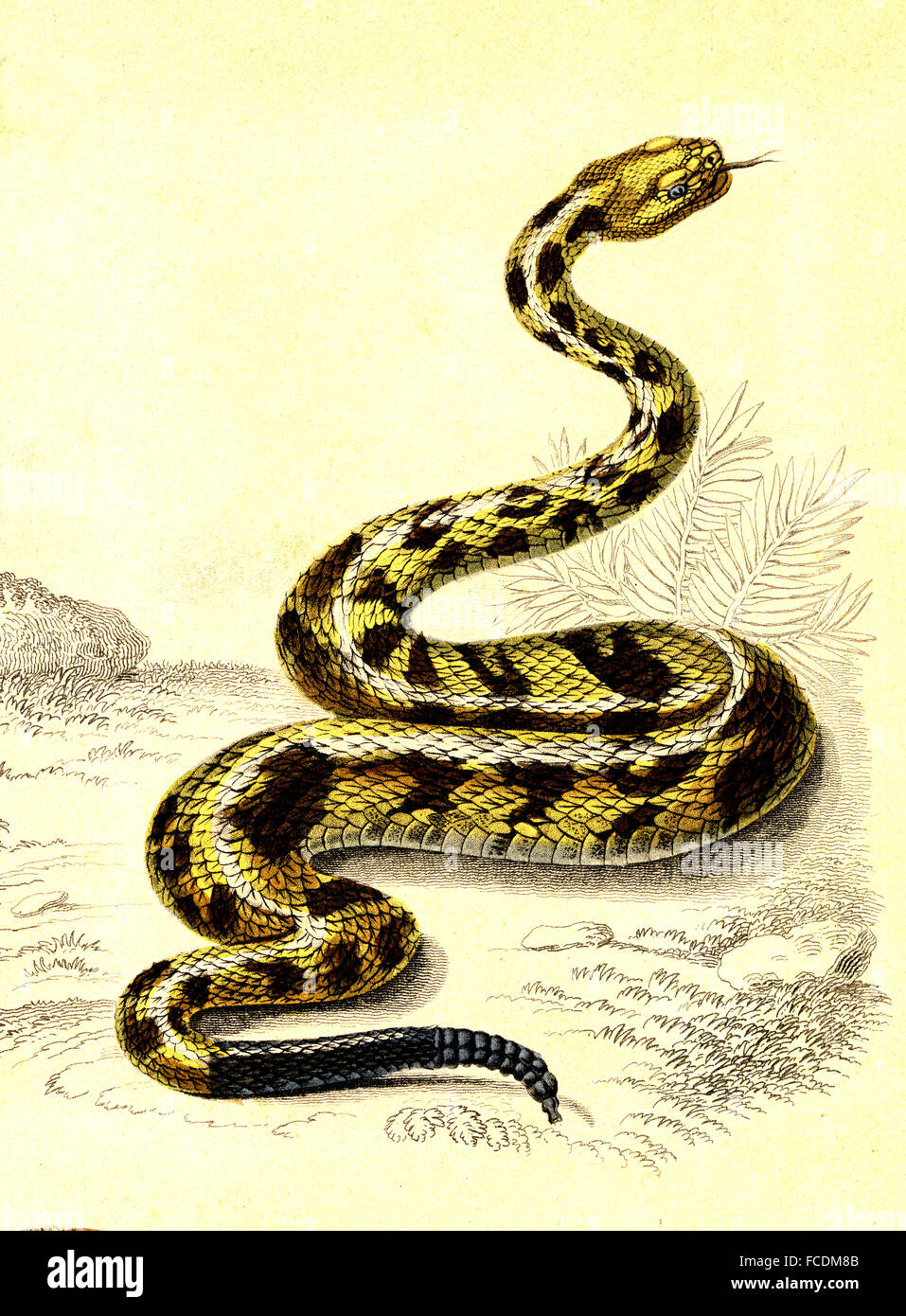 American rattlesnake hi-res stock photography and images - Alamy