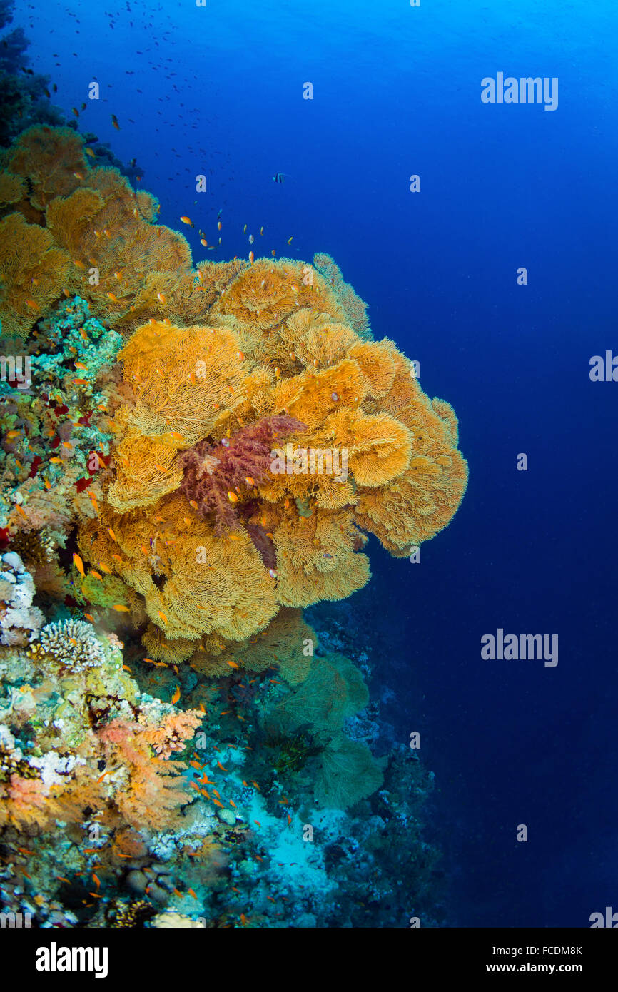 The reefs of the Red Sea Stock Photo - Alamy