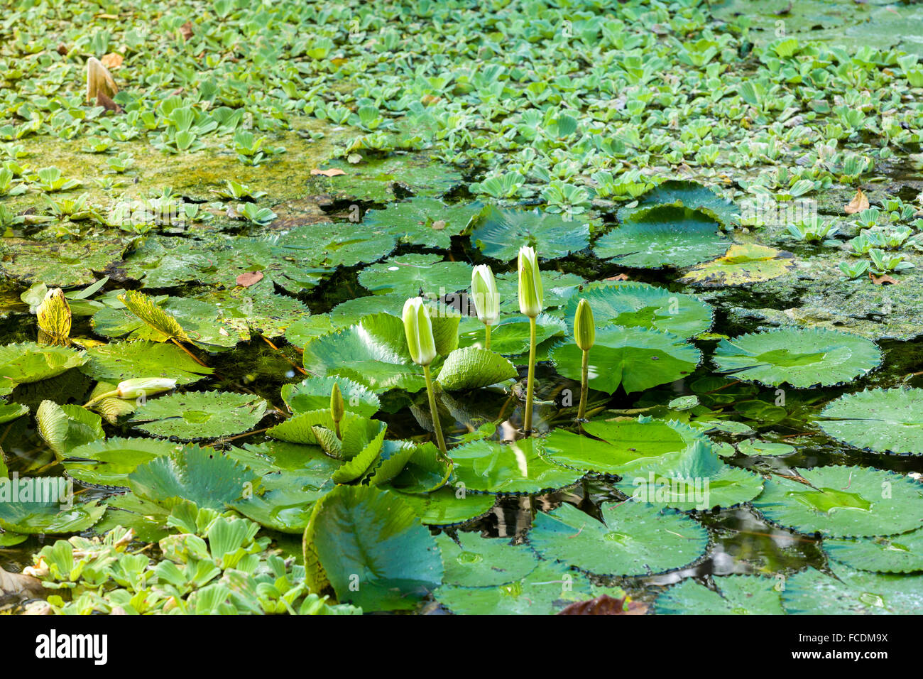 water lily in small pond, Nusa penida, Bali, Indonesia Stock Photo - Alamy
