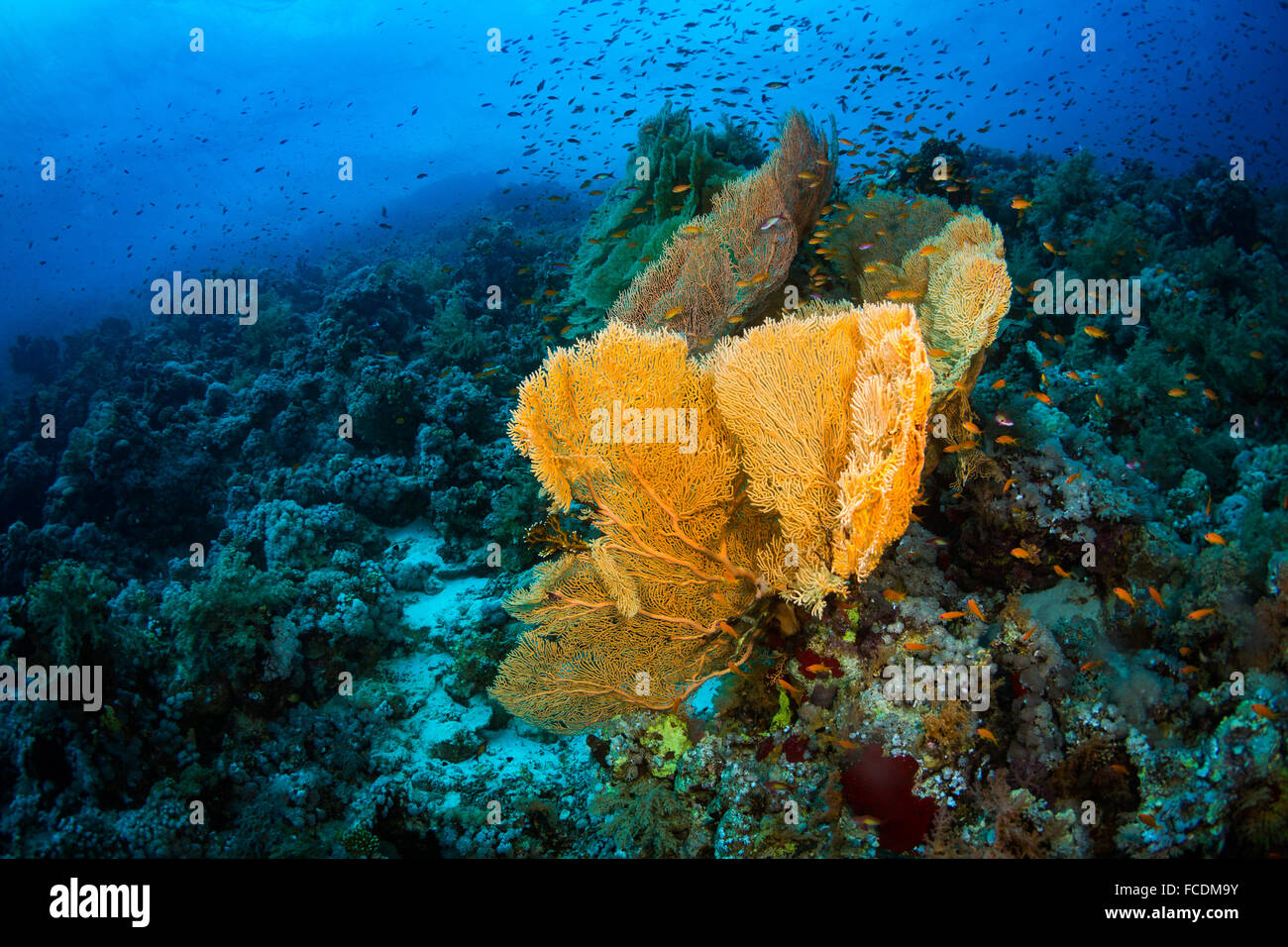The reefs of the Red Sea Stock Photo - Alamy