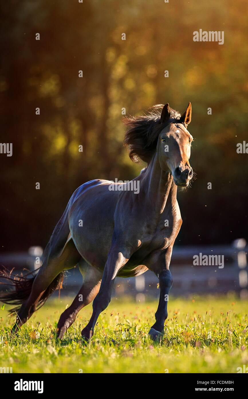 Woman And Trakehner High Resolution Stock Photography and Images - Alamy