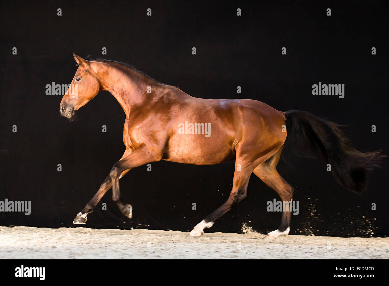 Trakehner. Young bay mare in a gallop, seen against a black background ...