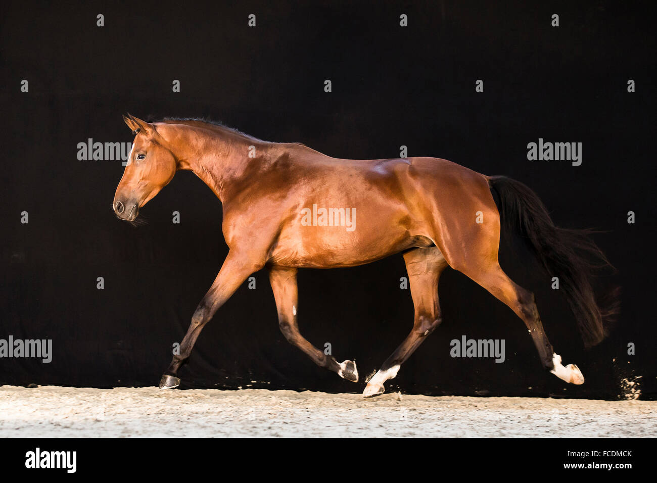 Trakehner. Young bay mare in a trot, seen against a black background ...