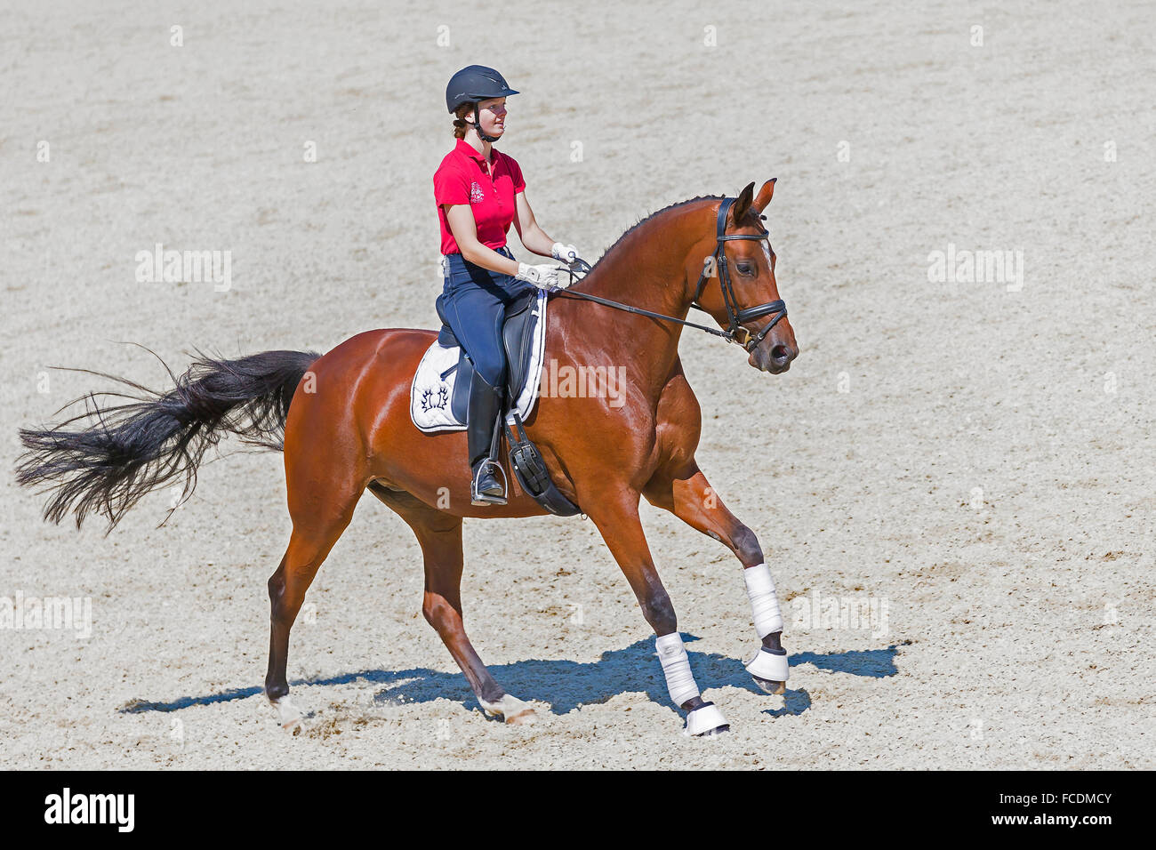 Trakehner. Young bay mare in a gallop on a riding place. Austria Stock ...
