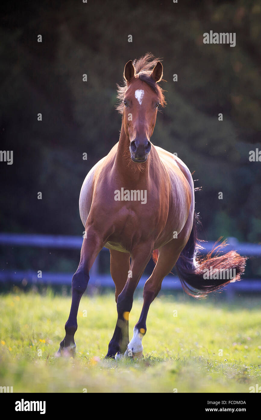 Trakehner. Young bay mare galloping on a pasture. Austria Stock Photo ...