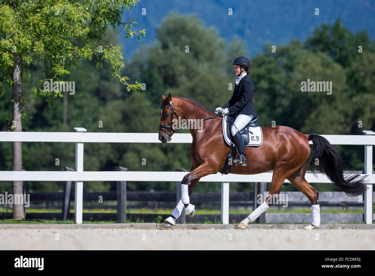Trakehner. Young bay mare in a gallop on a riding place during a ...