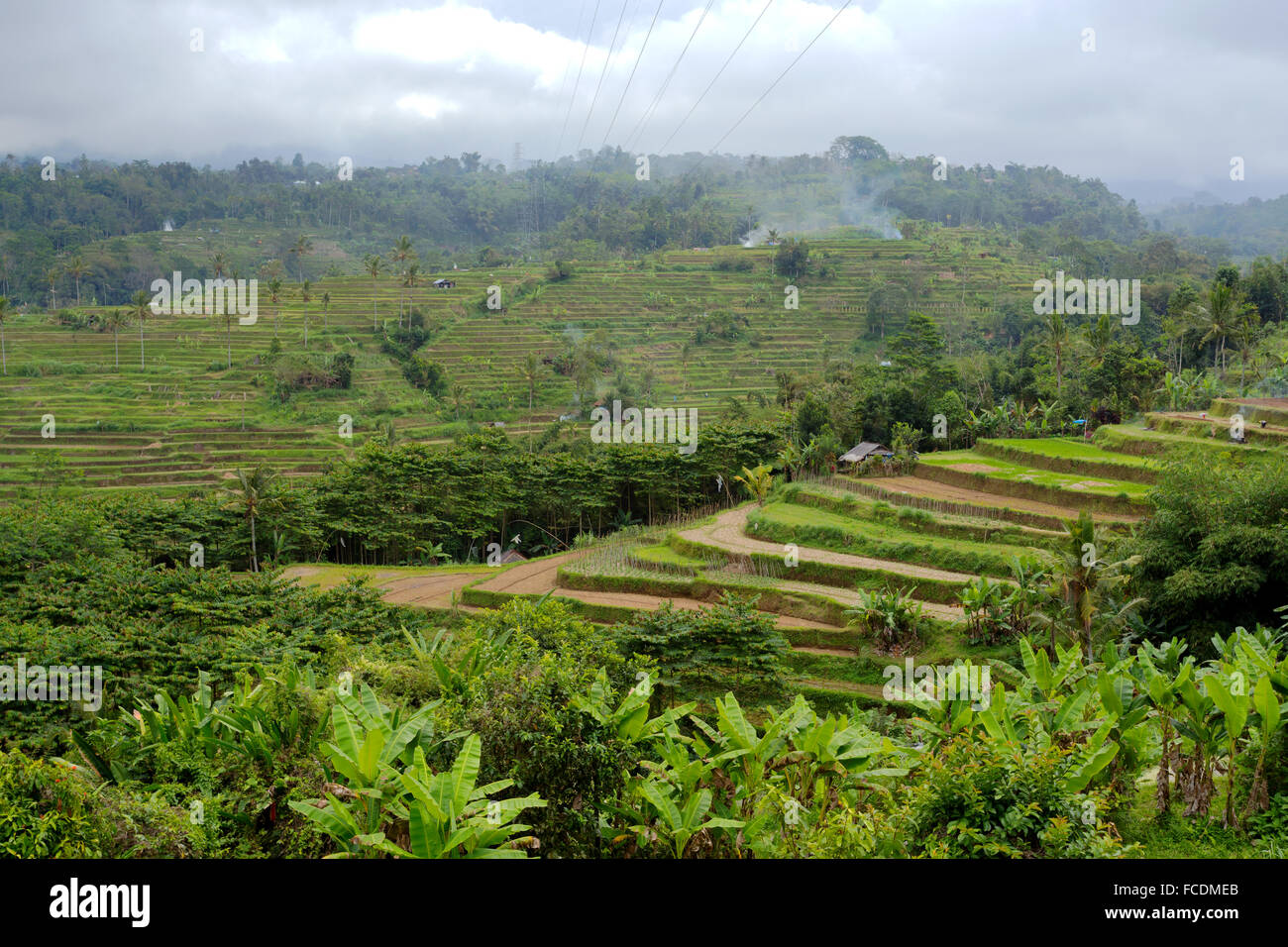 panorama of beautiful Rice terraced paddy fields in central Bali, Ubud ...