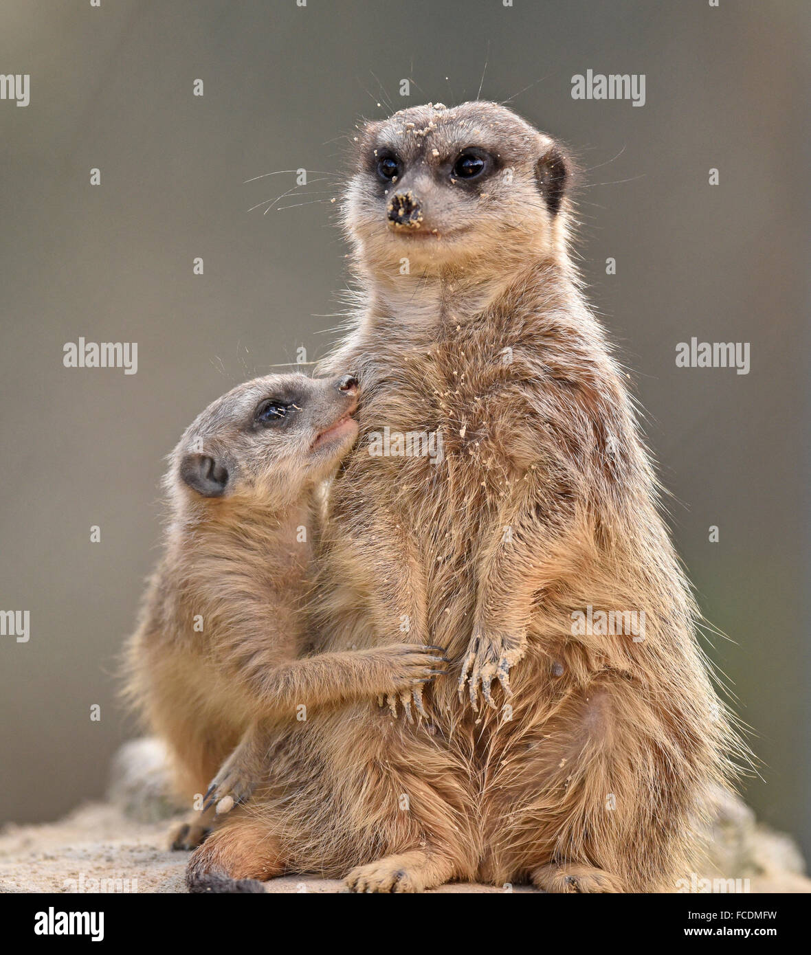 Female meerkats hi-res stock photography and images - Alamy