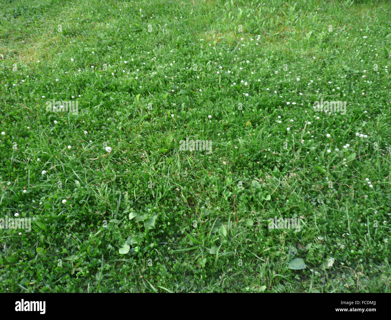 Trefoil grass hi-res stock photography and images - Alamy
