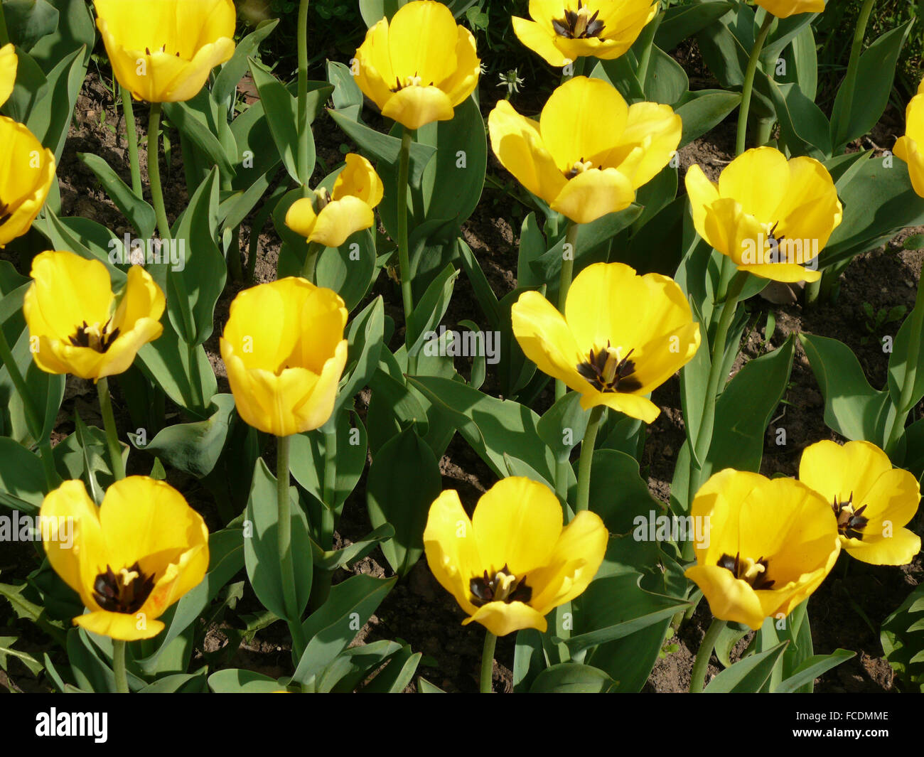 yellow tulip at spring on Earth Stock Photo - Alamy