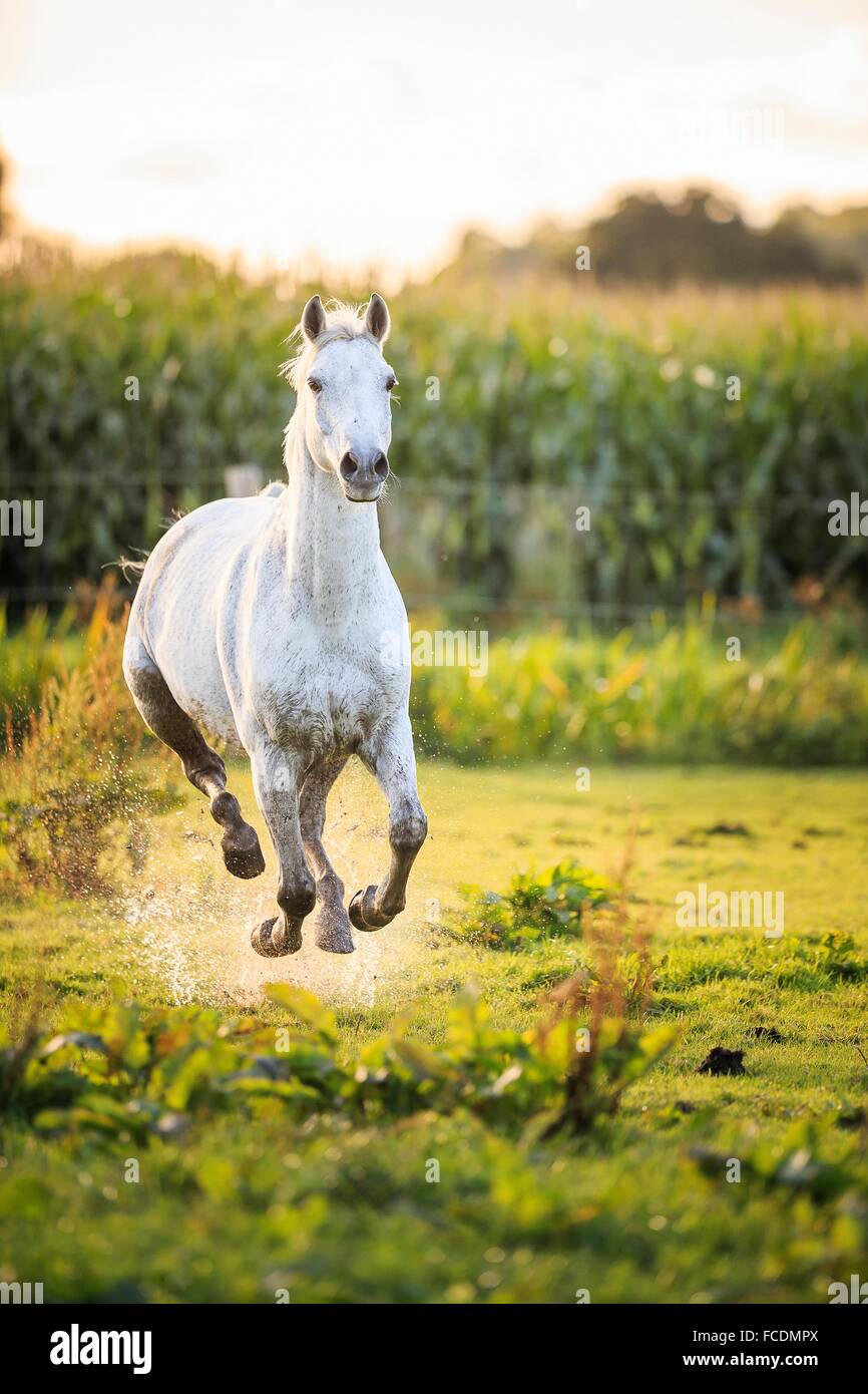 Trakehner. Fleabitten gray gelding galloping on a pasture. Germany ...