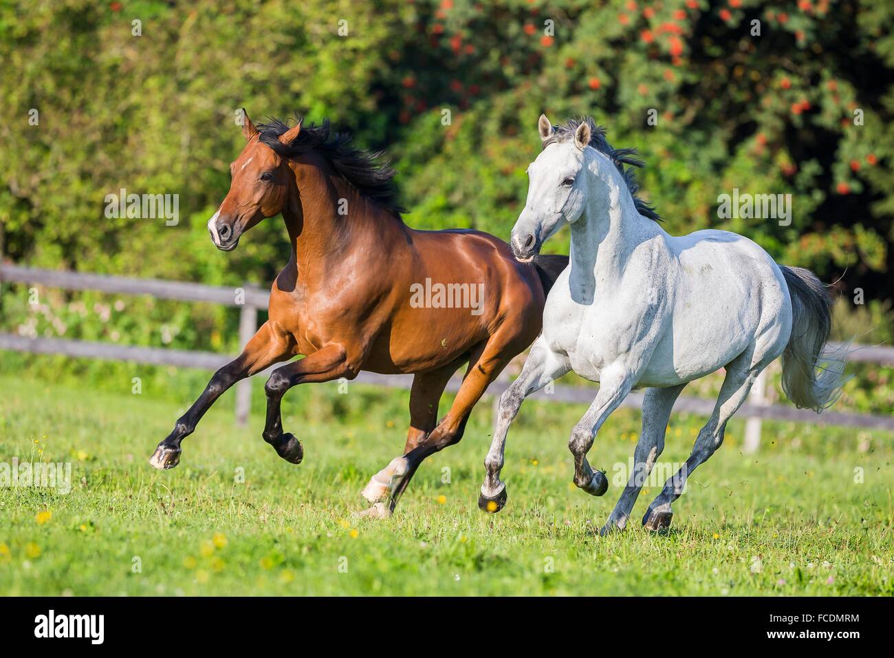 Trakehner. Bay and gray adult galloping on a pasture. Austria Stock ...