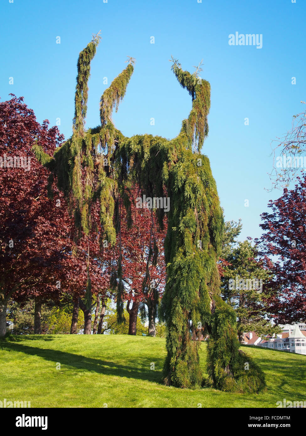 Very tall hedge hi-res stock photography and images - Alamy