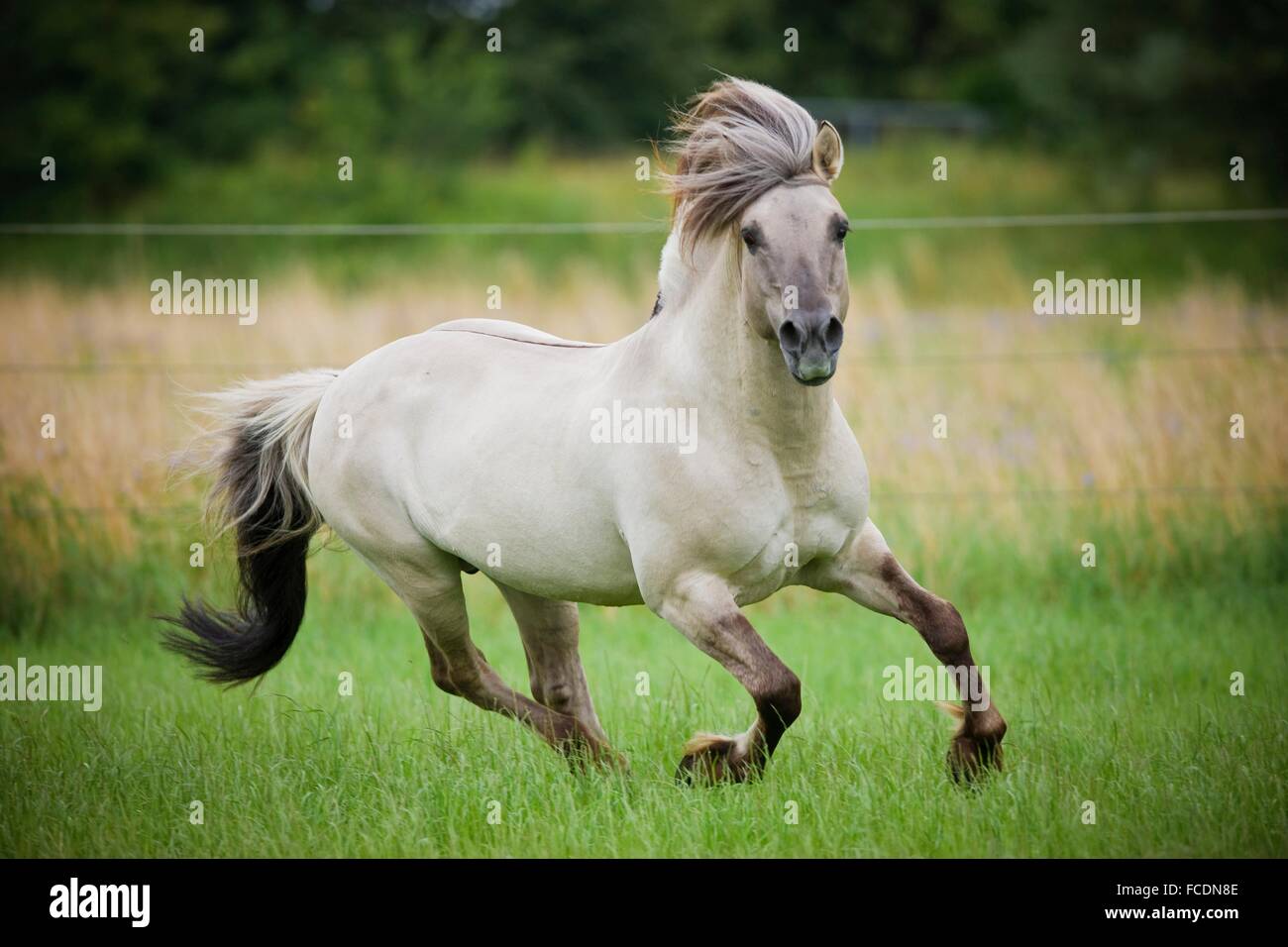 Norwegian fjord horse stallion trotting hi-res stock photography and ...
