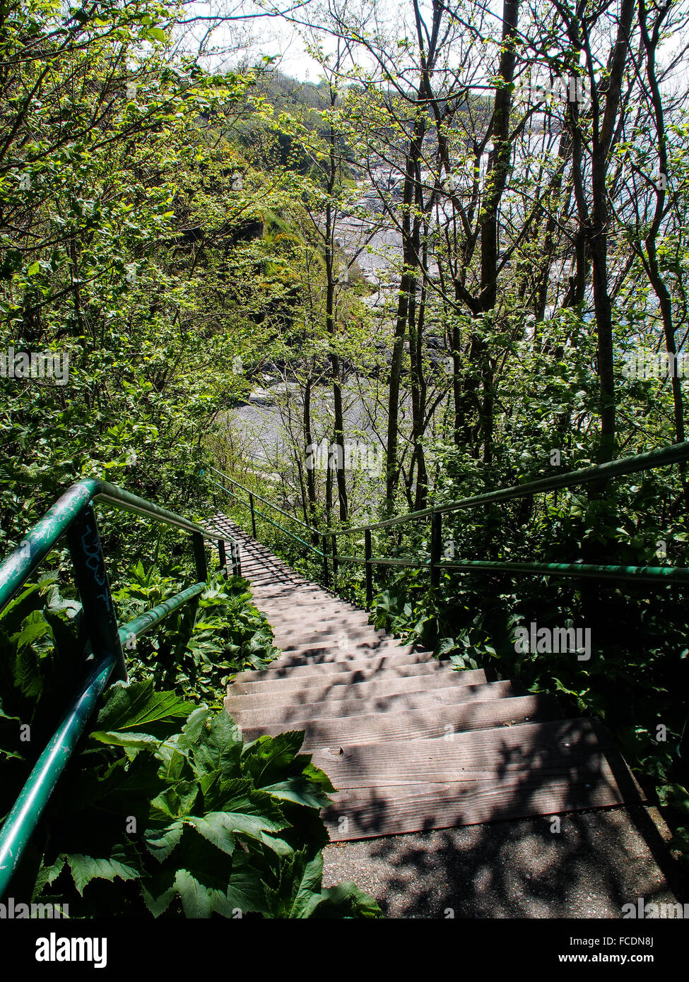 Staircase In Forest Stock Photo - Alamy