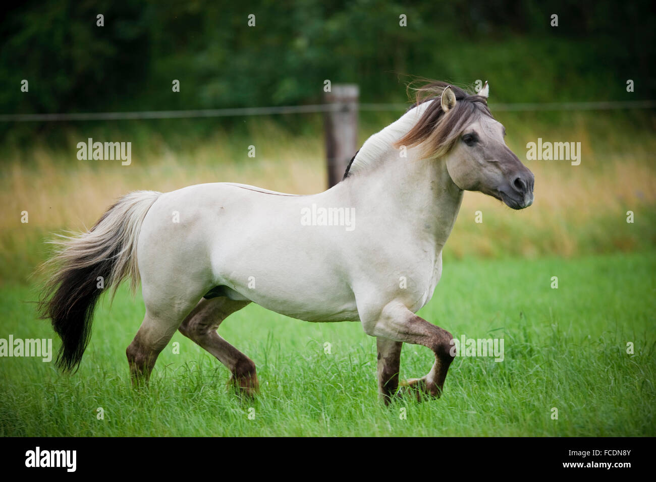 Norwegian Fjord Horse. Stallion galloping on a pasture. Germany Stock ...