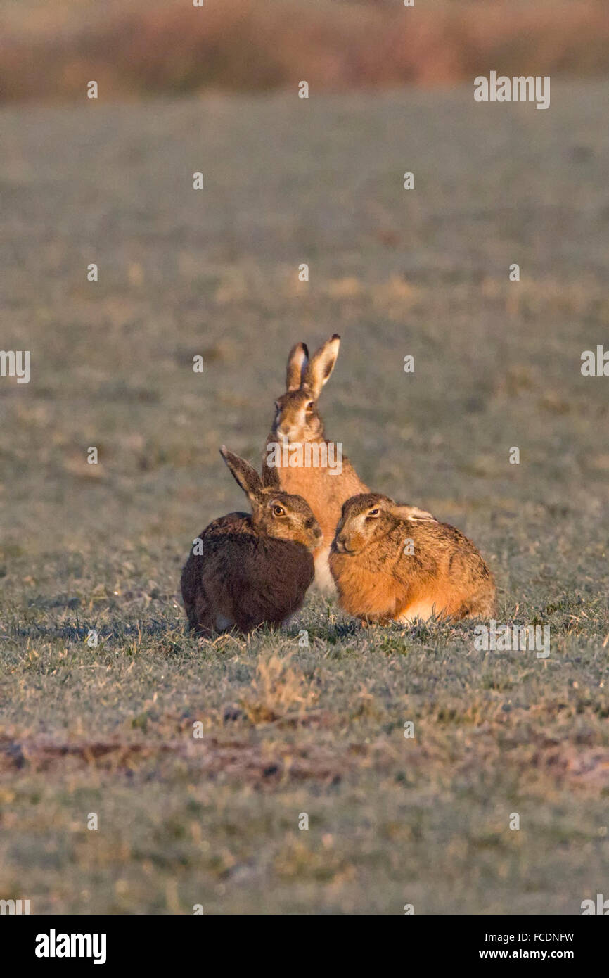 Fighting Hares Stock Photos & Fighting Hares Stock Images - Alamy