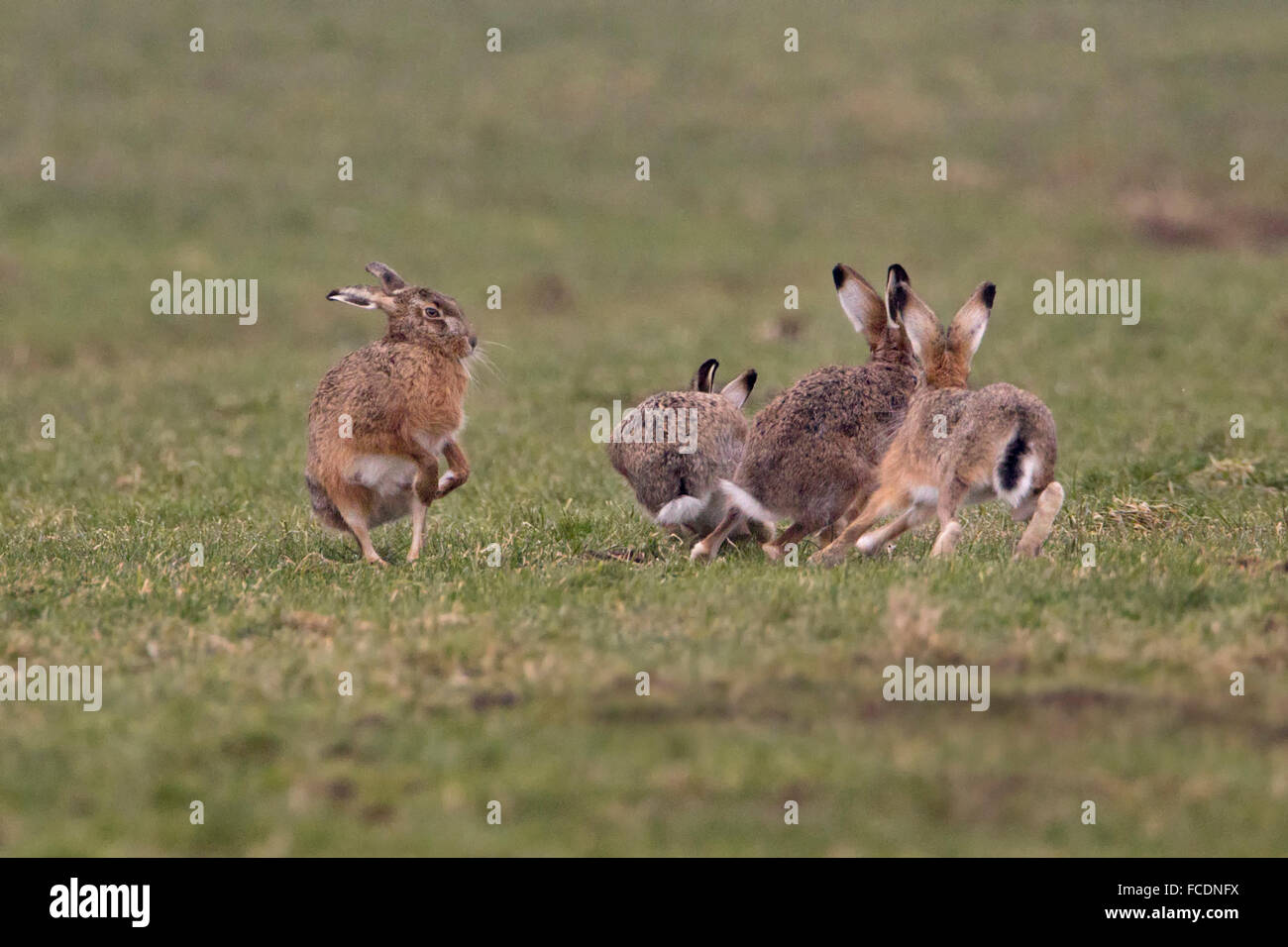 Mating season rivalry hi-res stock photography and images - Alamy